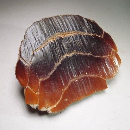 FOSSIL EAGLE RAY TOOTH PLATE - Approx 5 million years old - Chile