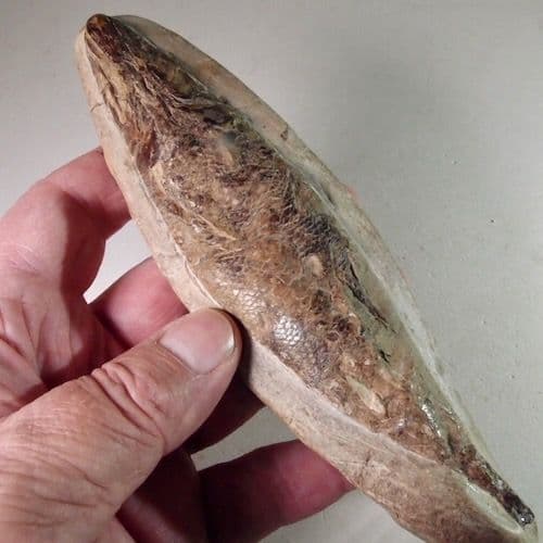 FOSSIL FISH - 110 million years old - Brazil