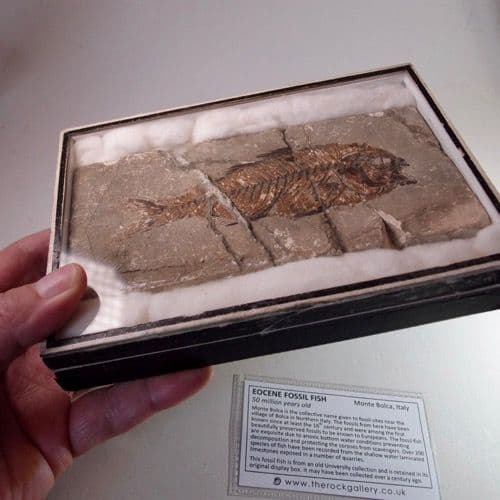 FOSSIL FISH - 50 million years old - Monte Bolca Italy