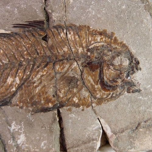 FOSSIL FISH - 50 million years old - Monte Bolca Italy