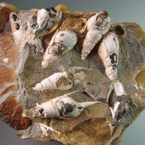 FOSSIL GASTROPODS - 50 million years old - Isle of Sheppey Kent