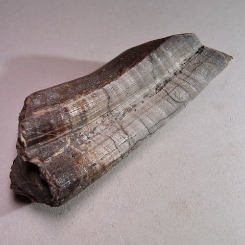 FOSSIL HIPPOPOTAMUS TUSK - up to 2 million years old - Java Indonesia