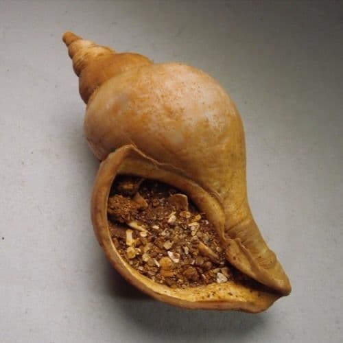 FOSSIL LEFT-HANDED WHELK - 3 million years old - Red Crag Walton-on-the ...