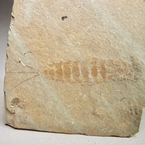 FOSSIL MAYFLY - 120 million years old - China