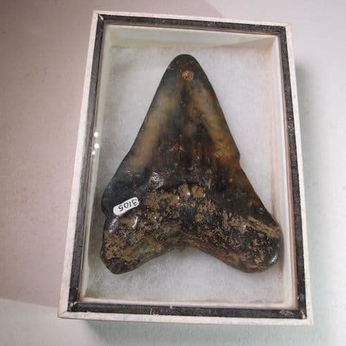 FOSSIL MEGALODON SHARK S TOOTH - about 6 million years old - Red Crag ...