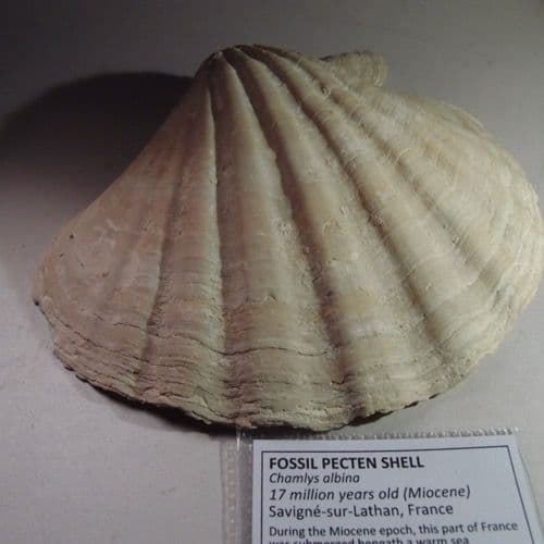 FOSSIL PECTEN SHELL VERY LARGE AND IMPRESSIVE - 17 million years old ...