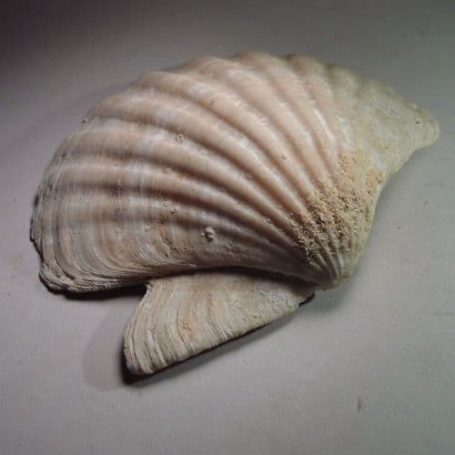 FOSSIL PECTEN SHELL VERY LARGE AND IMPRESSIVE - 17 million years old ...