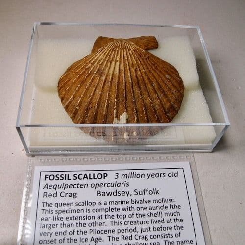 FOSSIL SCALLOP - 3 million years old - Red Crag Bawdsey Suffolk