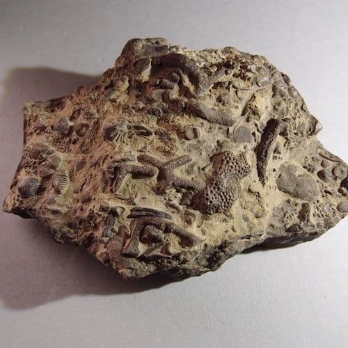 FOSSIL SEABED - 420 million years old - Dudley West Midlands