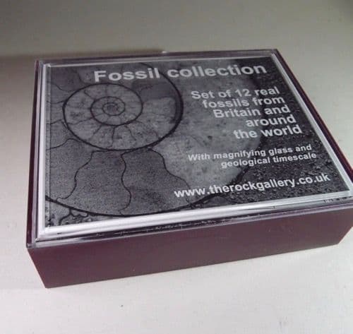 FOSSIL SET - a starter collection of 12 real fossils in presentation box