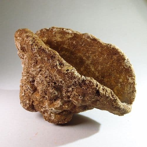 FOSSIL SPONGE very large - 115 million years old - Faringdon Oxfordshire