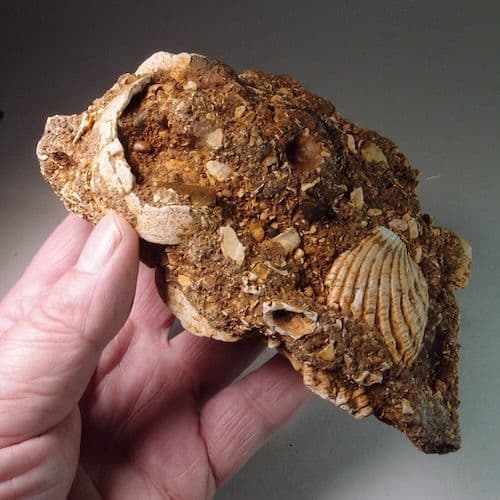 FOSSILISED SEABED - 3 million years old - Red Crag - Suffolk