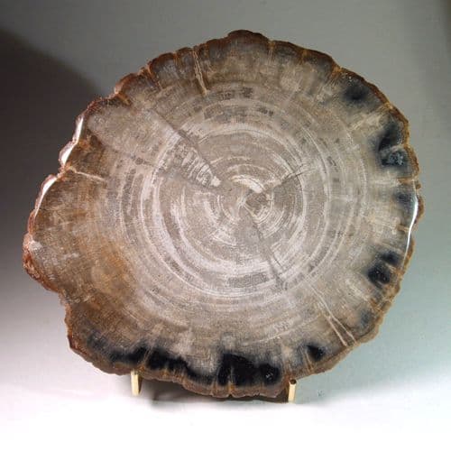 FOSSILISED WOOD - Beautiful preservation with growth rings - Java Indonesia