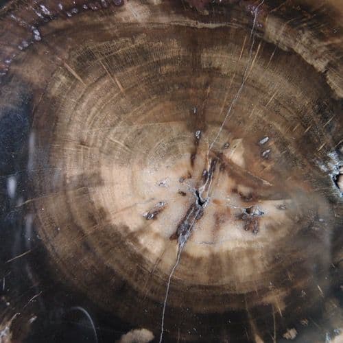 FOSSILISED WOOD polished end of log - 200 million years old - Zimbabwe