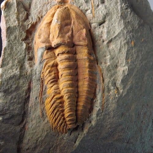 GORGEOUS CAMBRIAN TRILOBITE - 510 million years old - Morocco