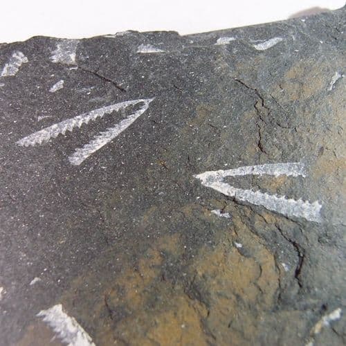 GRAPTOLITES - 470 million years old - Wales