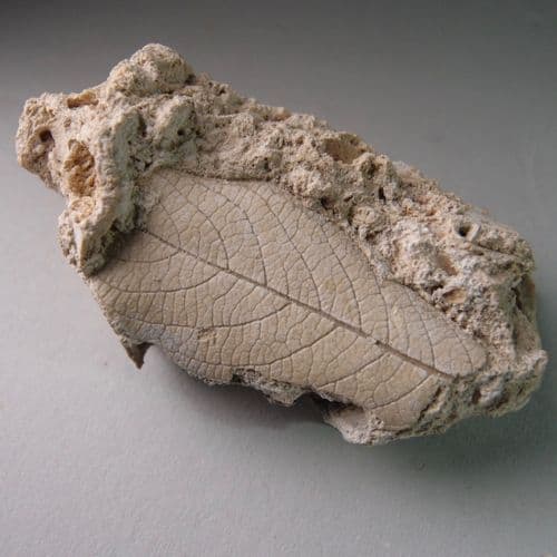 HOLOCENE TUFA WITH LEAF IMPRESSIONS - 12 000 years old - North Wales