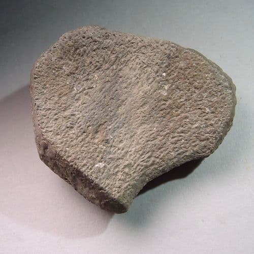 ICHTHYOSAUR PADDLE BONE - Peterborough