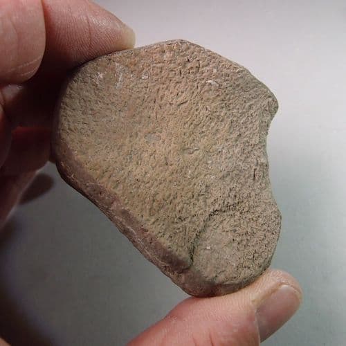 ICHTHYOSAUR PADDLE BONE - Peterborough