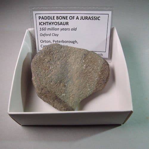 ICHTHYOSAUR PADDLE BONE - Peterborough