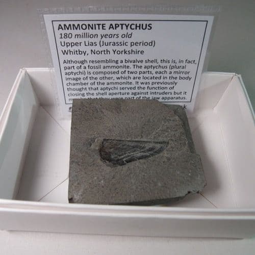 JURASSIC AMMONITE APTYCHUS - 180 million years old - Whitby Yorkshire