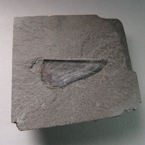 JURASSIC AMMONITE APTYCHUS - 180 million years old - Whitby Yorkshire