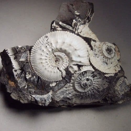 JURASSIC AMMONITES - 160 million years old - Wiltshire