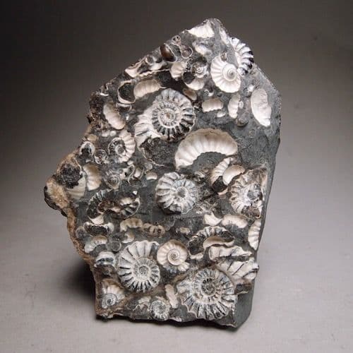 JURASSIC AMMONITES PRESERVED IN A CLAYSTONE NODULE - Marston Magna Somerset