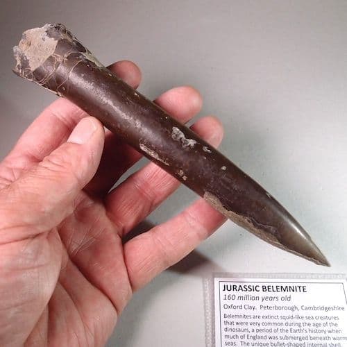 JURASSIC BELEMNITE LARGE AND PERFECT EXAMPLE - 160 million years old ...
