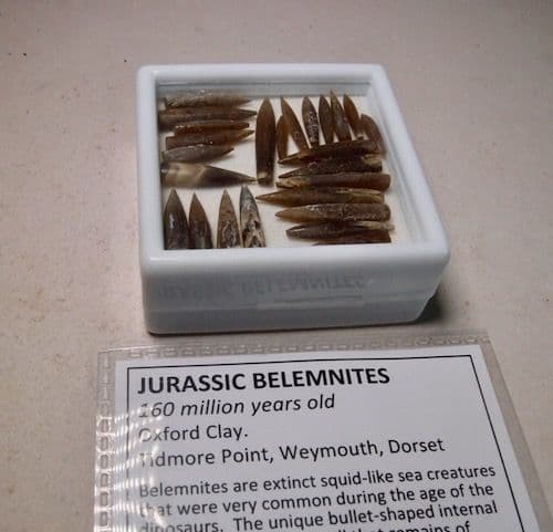 JURASSIC BELEMNITES - 160 million years old - Oxford Clay - Weymouth Dorset