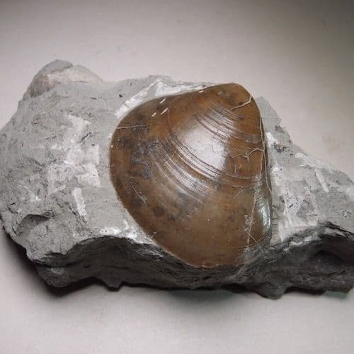 JURASSIC CLAM - 190 million years old - Southam Warwickshire