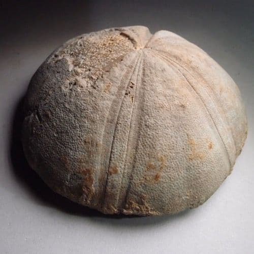 JURASSIC ECHINOID SEA URCHIN - 170 million years old - Stow-on-the-Wold ...