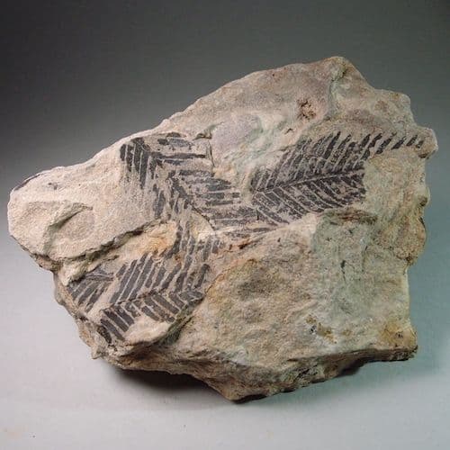 JURASSIC FOSSIL PLANTS - 170 million years old - Yorkshire