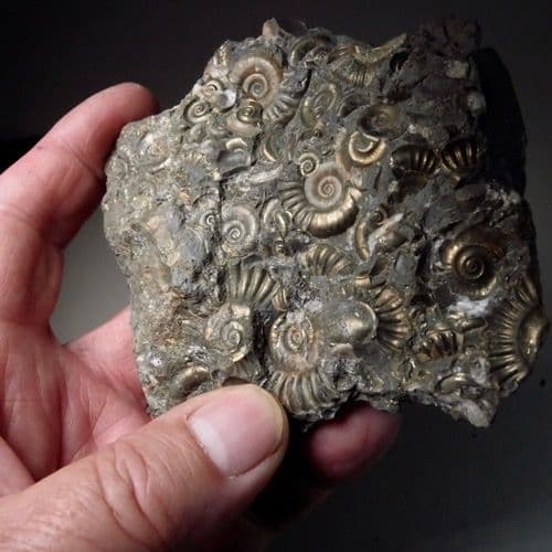 JURASSIC GOLDEN AMMONITE CLUSTER - 190 million years old - Charmouth Dorset