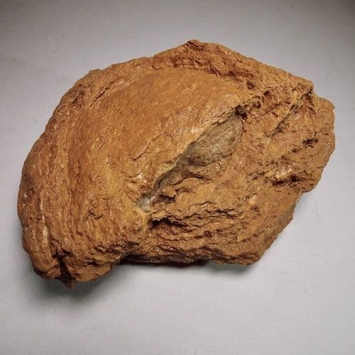 LIMONITE SNUFF BOX - Inferior Oolite - Burton Bradstock Dorset