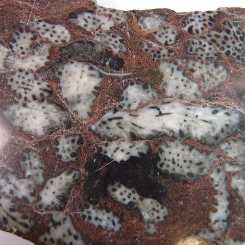 MADREPORE MARBLE - Devon
