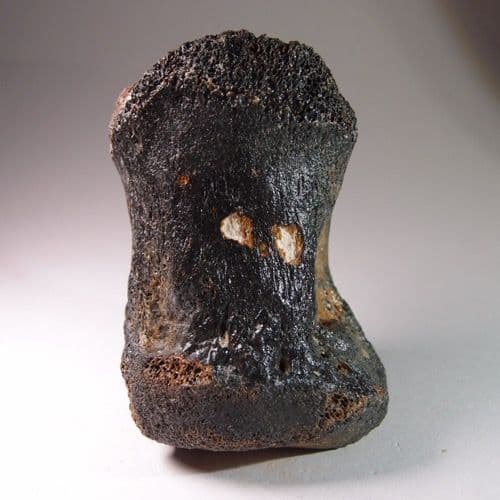 MAMMOTH TOE BONE - about 20 000 years old - Dredged from the North Sea ...