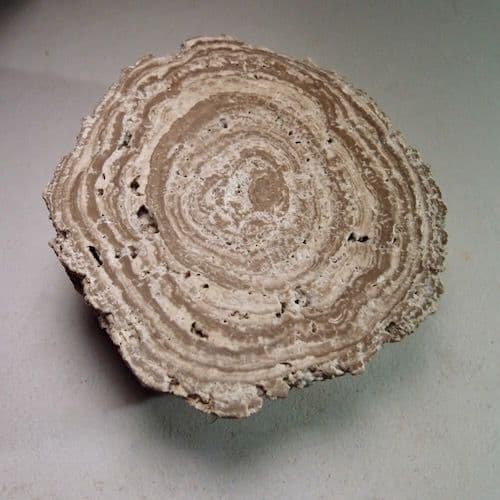 ONCOLITE STROMATOLITE CONCRETION SMALL CUT HALF - France