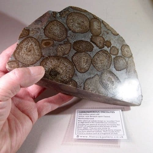 ONCOLITES ONCOLITE CONGLOMERATE - 330 million years old - Northumberland