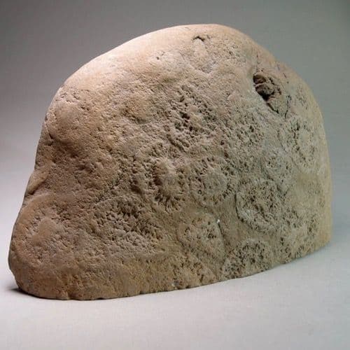 ONCOLITES ONCOLITE CONGLOMERATE - 330 million years old - Northumberland