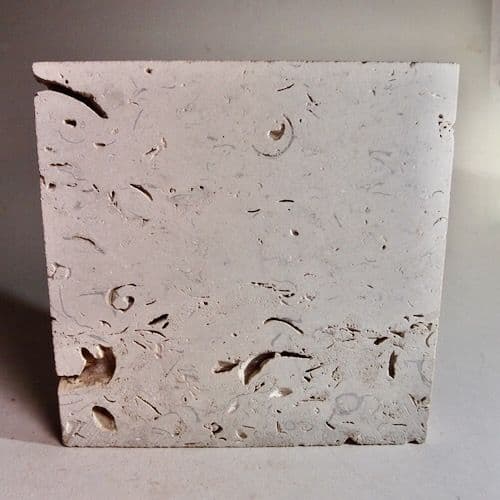 PORTLAND ROACH LARGE CUT SAMPLE - Isle of Portland Dorset