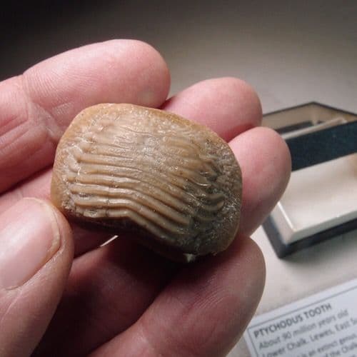 PTYCHODUS TOOTH IN VINTAGE DISPLAY BOX - 90 million years old - Lewes ...