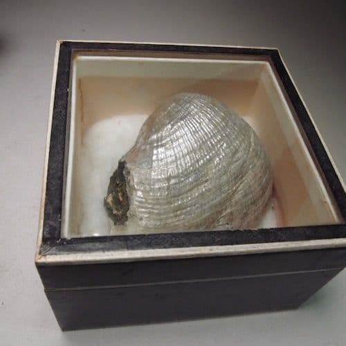 RARE HISTORIC LONDON CLAY FOSSIL BIVALVE - 50 million years old ...