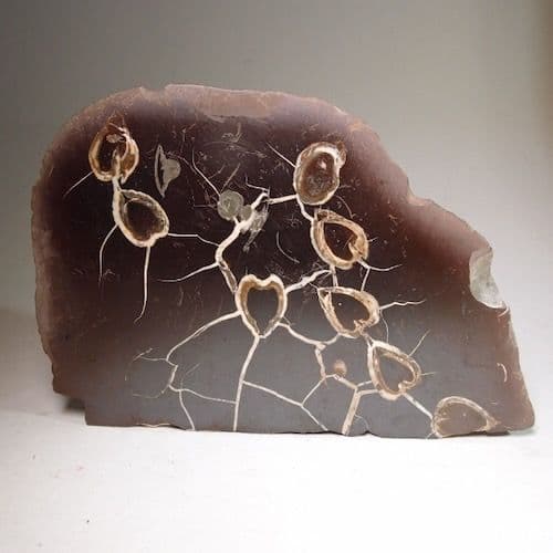 REMARKABLE IRONSTONE CONCRETION WITH FOSSIL HEART COCKLES