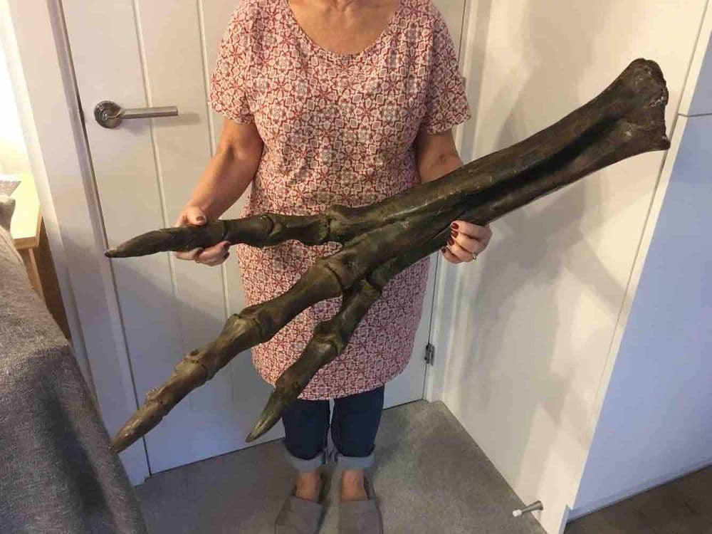 REPLICA OF T REX FOOT BONES COMPLETE FOOT SECOND HAND