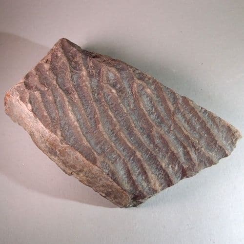 RIPPLE MARKS IN SANDSTONE - Somerset