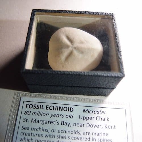 SEA URCHIN ECHINOID FROM THE CHALK - IN MUSEUM DISPLAY BOX - 80 million ...