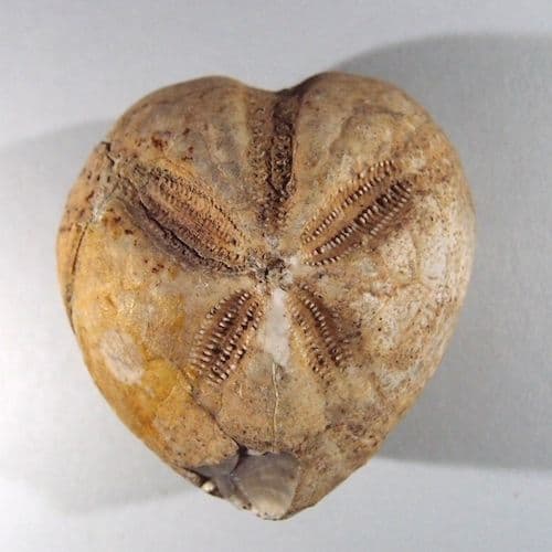 SEA URCHIN ECHINOID PRESERVED IN FLINT - 80 million years old - Sussex