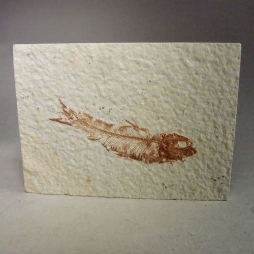 SMALL FOSSIL FISH - 52 million years old - U S A