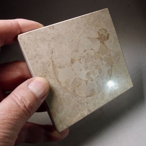 SOLNHOFEN LIMESTONE WITH AMMONITE - 150 million years old - Solnhofen ...